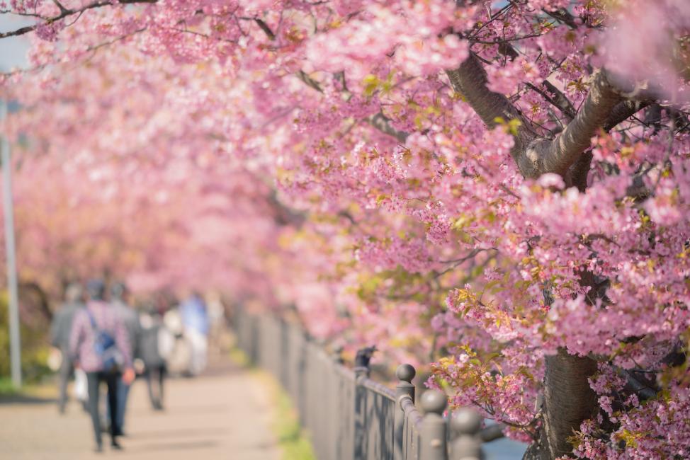 [Japan] Cherry Blossom Viewing, Plum Blossom Viewing, Rapeseed Blossom ...