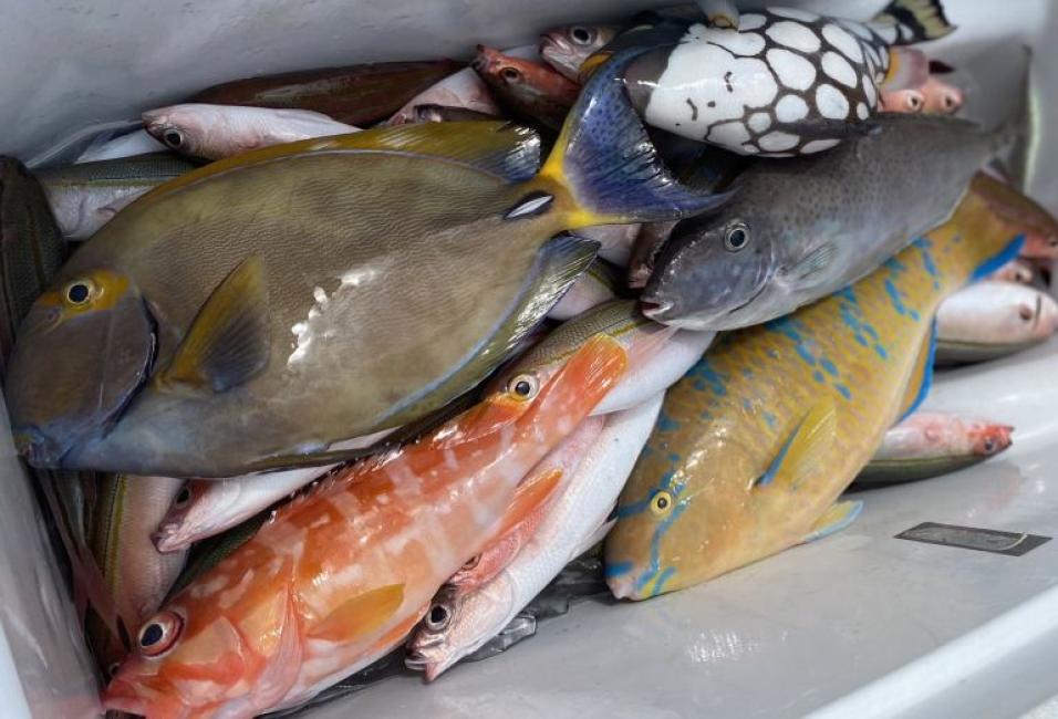 Okinawa | Mangrove Kayaking & Easy Fishing - KKday