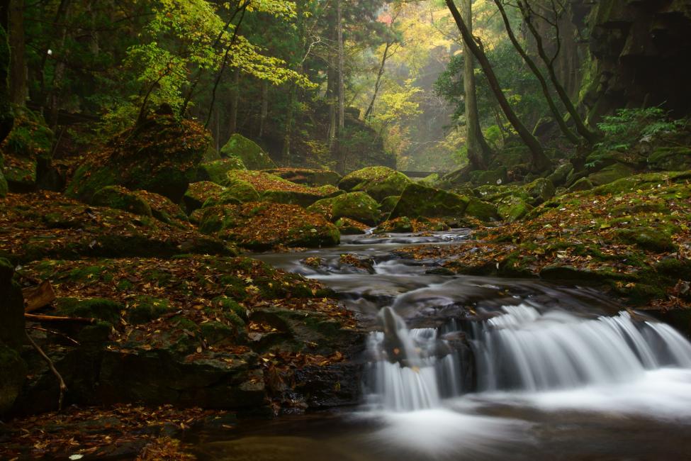 Akame 48 Waterfalls & Japan Salamander Center Admission | Mie - KKday