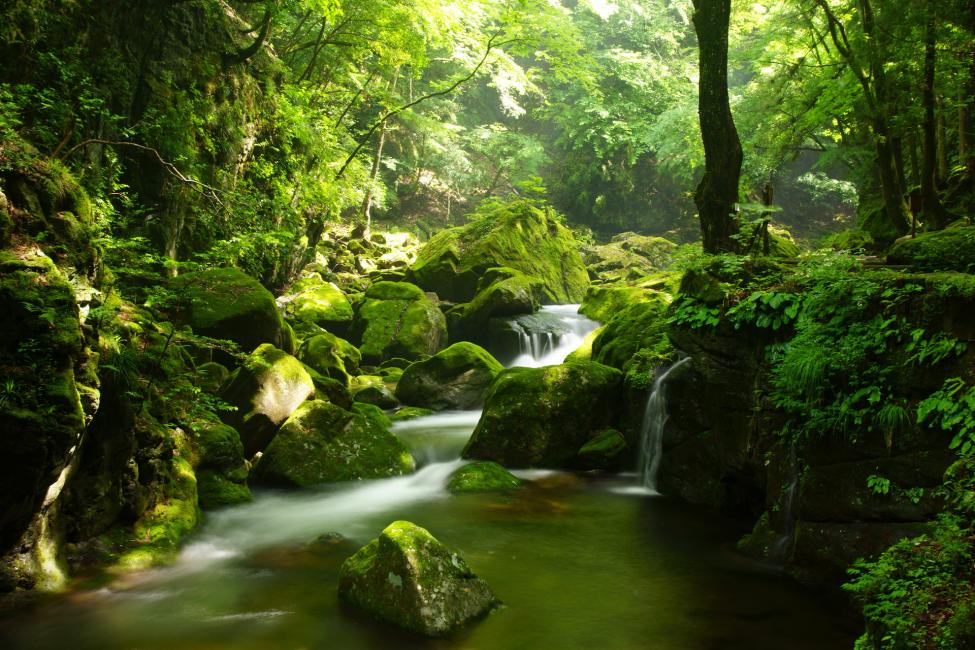 Akame 48 Waterfalls & Japan Salamander Center Admission | Mie - KKday