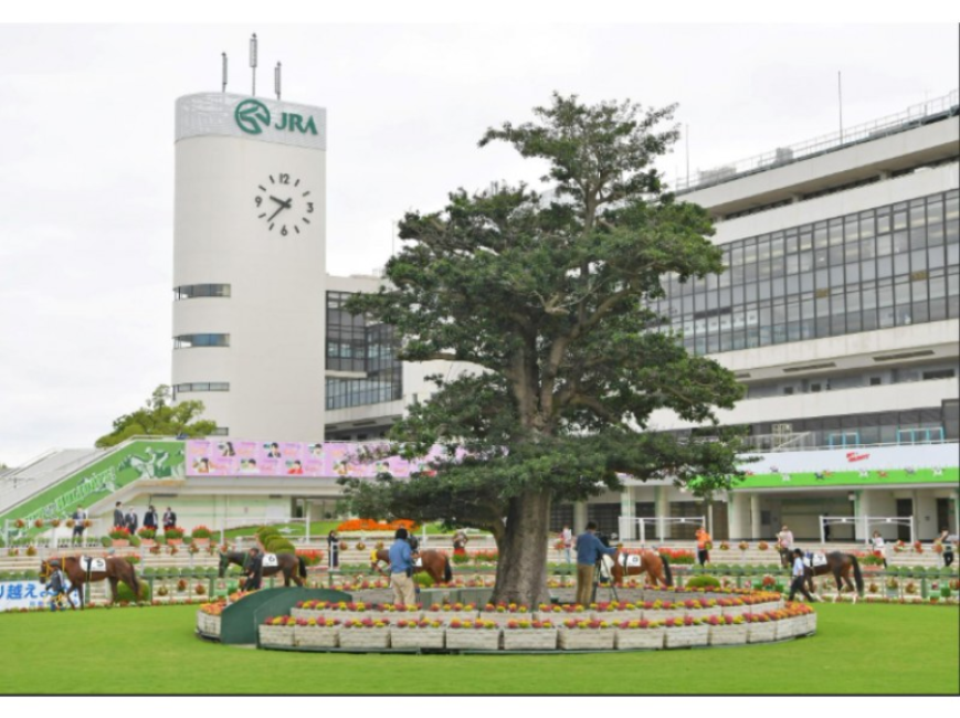 [Kyoto] Grand Reopening Kyoto Racecourse Tour with a Legendary Tipster ...
