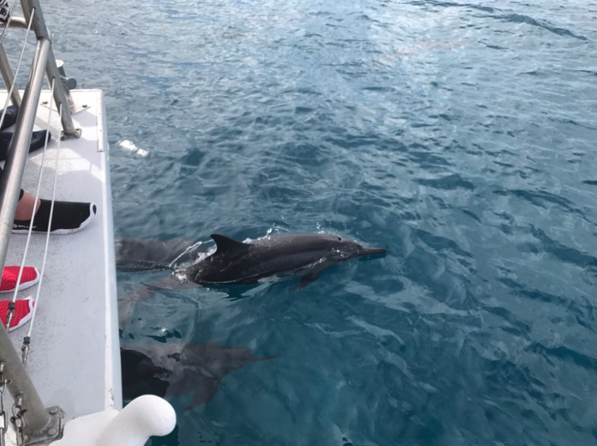 Guam Blue Dolphin Cruise Tour (Tuna Sashimi, Beer, & Drinks Provided ...