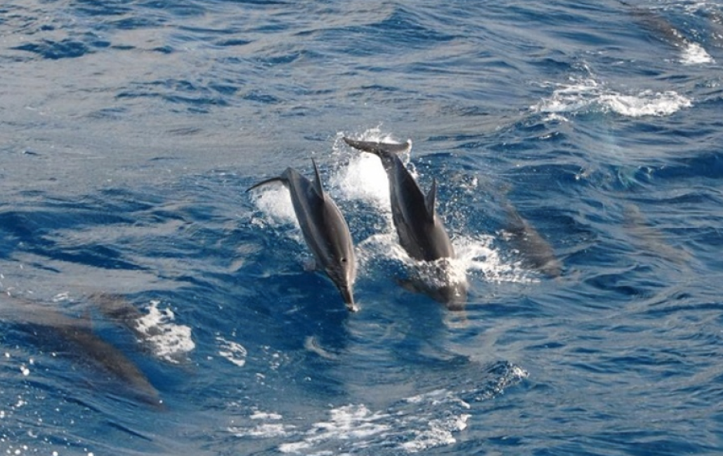 Guam Blue Dolphin Cruise Tour (Tuna Sashimi, Beer, & Drinks Provided ...
