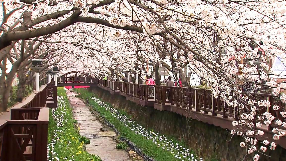 Jinhae Port Festival Cherry Blossom Festival Day Tour (From Seoul) - KKday