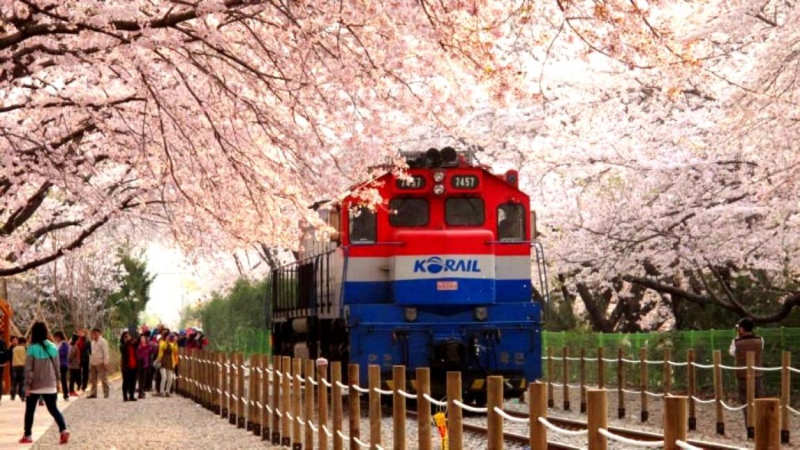 Jinhae Port Festival Cherry Blossom Festival Day Tour (From Seoul) - KKday