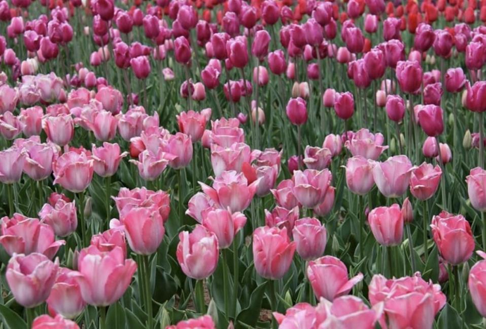 【Korea】Goyang International Tulip Flower Festival, Majang Lake ...