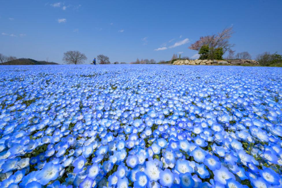 Moss Phlox & Nemophila Hills 2023 Admission ticket｜Flower Village ...