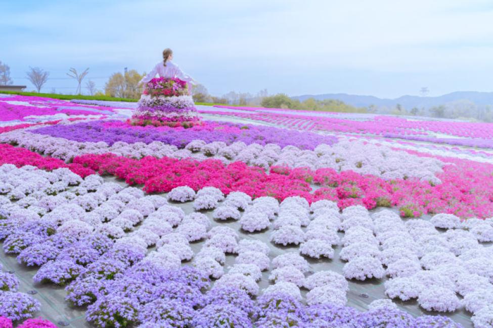 Moss Phlox & Nemophila Hills 2023 Admission ticket｜Flower Village ...