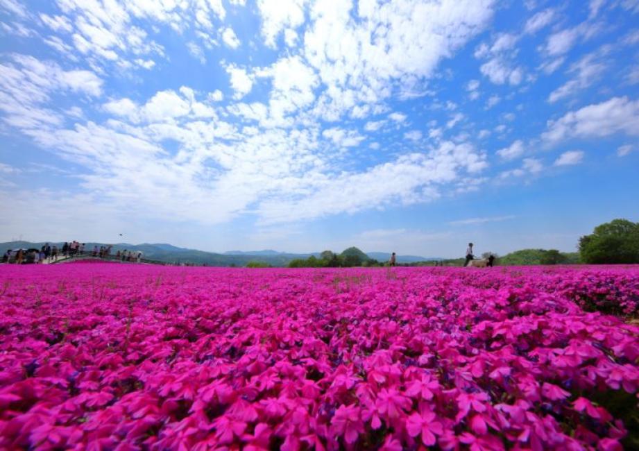 Moss Phlox & Nemophila Hills 2023 Admission ticket｜Flower Village ...