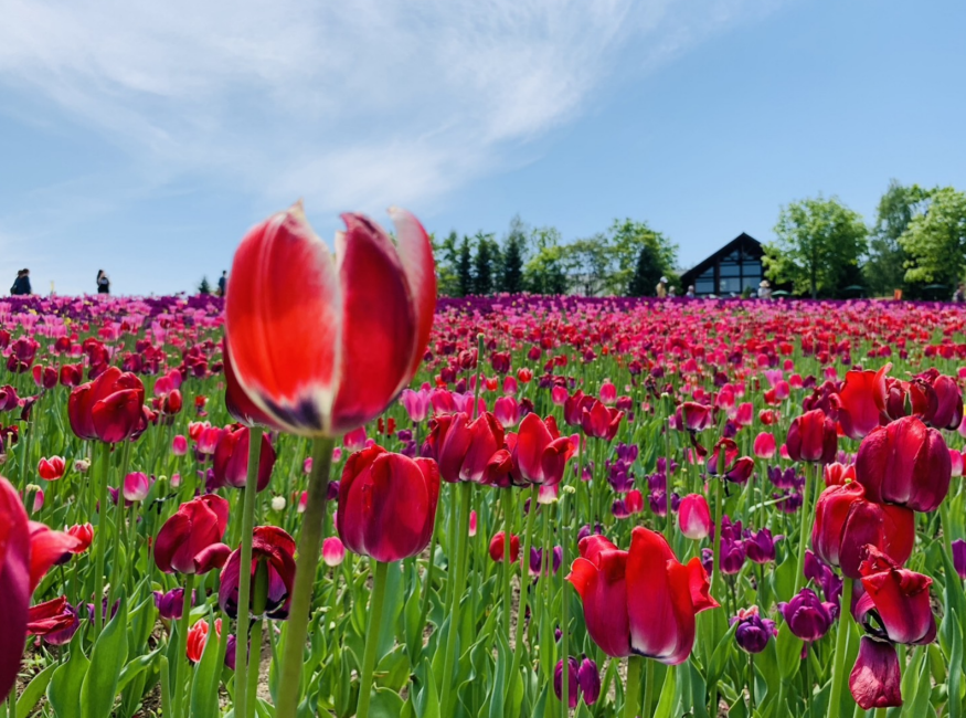 [Romantic spring limited] Hokkaido shibazakura tulip two major gardens ...