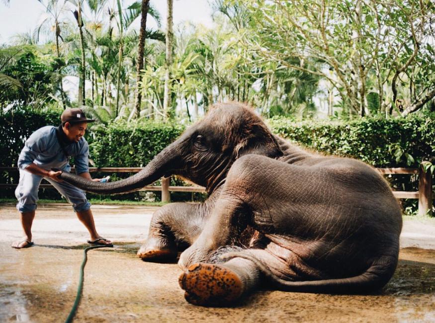 Mason Elephant Park Admission Ticket | Bali Indonesia - KKday