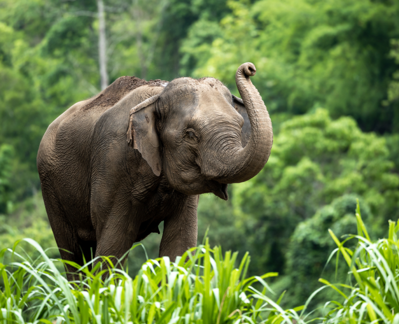 Khao Lak Elephant Sanctuary: 3-hour Greet, Meet and Feed - KKday
