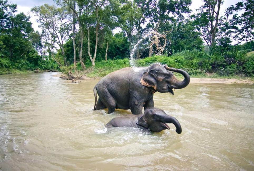 Khao Lak Elephant Sanctuary: 3-hour Greet, Meet and Feed - KKday