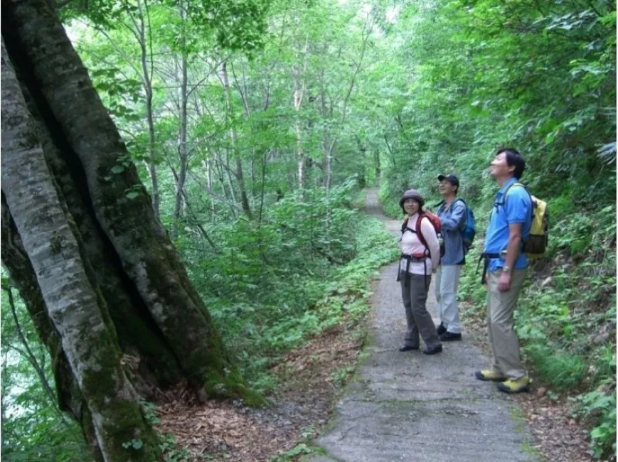 [Nagano/Omachi City Nature Walk/Nature Observation] Kurobe Dam and ...