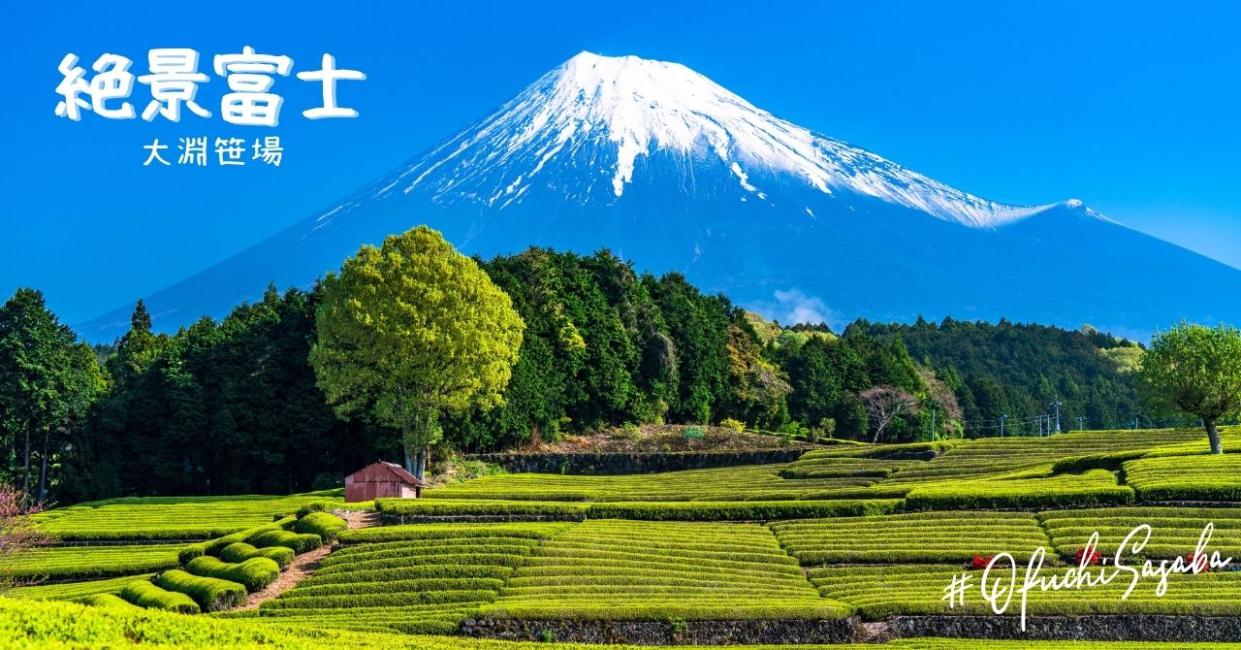 【东京巴士一日游】静冈富士山绝景茶园“Obuchi Sasaba”＆伊豆全景公园“Ao Terrace”＆特色采茶体验｜新宿出发 - KKday