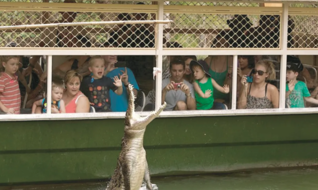 Afternoon Half-Day Koala Sightseeing with Perch Koala Photo (Provided ...