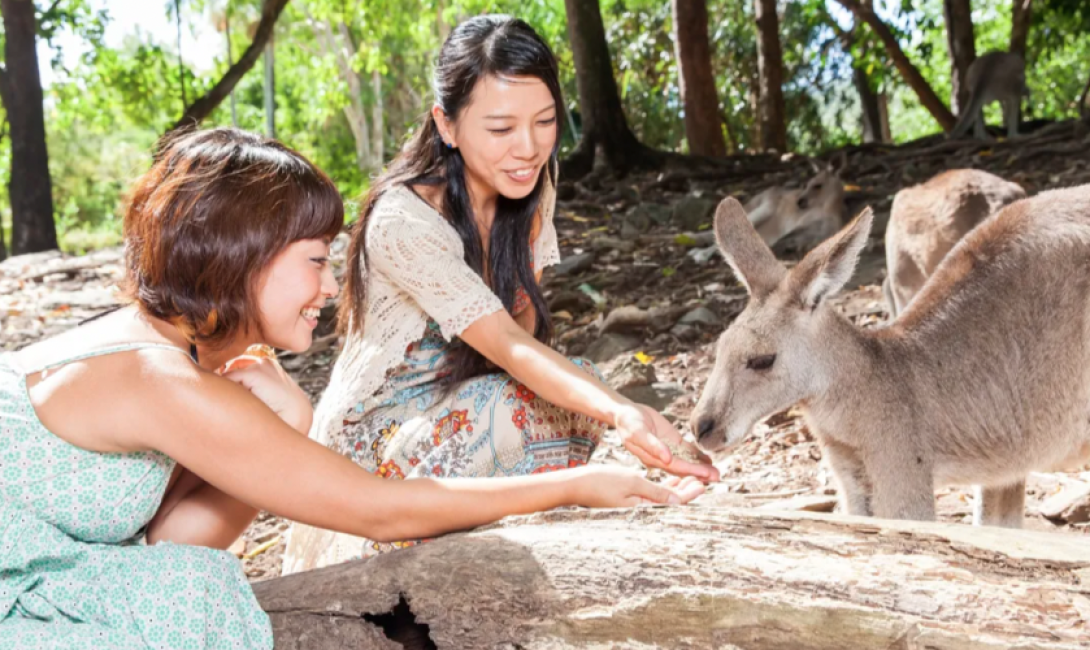 Afternoon Half-Day Koala Sightseeing with Perch Koala Photo (Provided ...