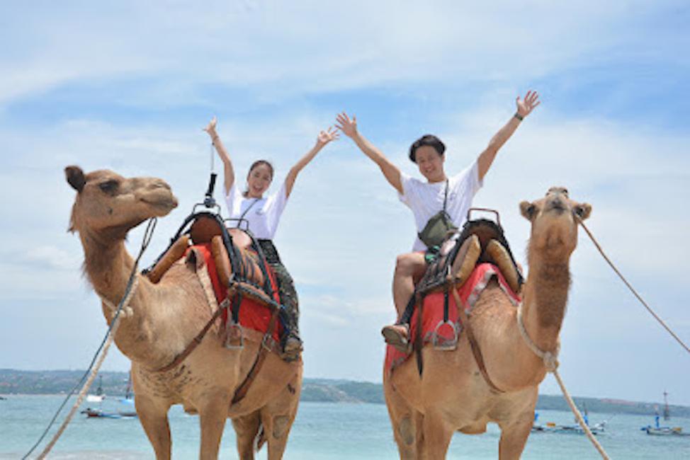 Bali Camel Ride Experience : Ride into the Sunset with Optional Dinner ...