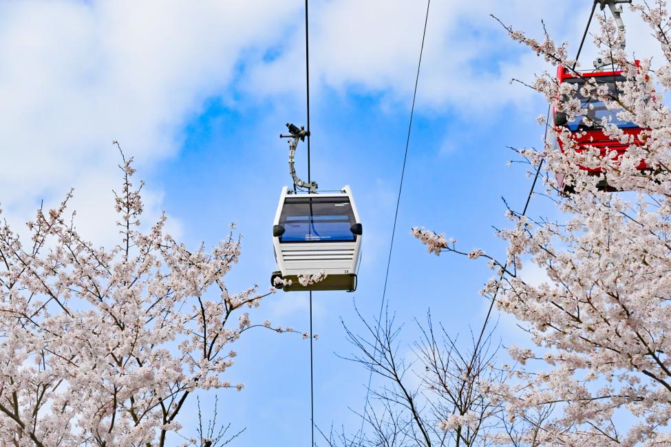 Departure from Busan｜Oedo Botania Island, Geoje Panorama Cable Car ...