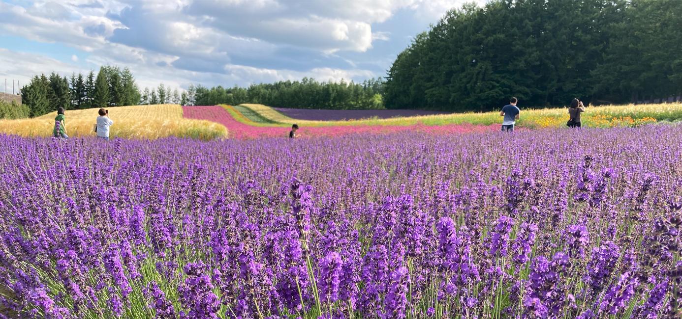 [One-day bus tour from Sapporo] Recommended for first-timers! Furano ...