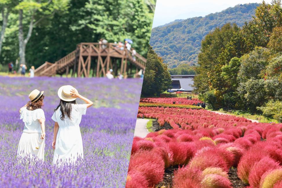 【Gunma Bus Day Tour】Tambara Lavender / Kochia Garden & Peach / Apple ...