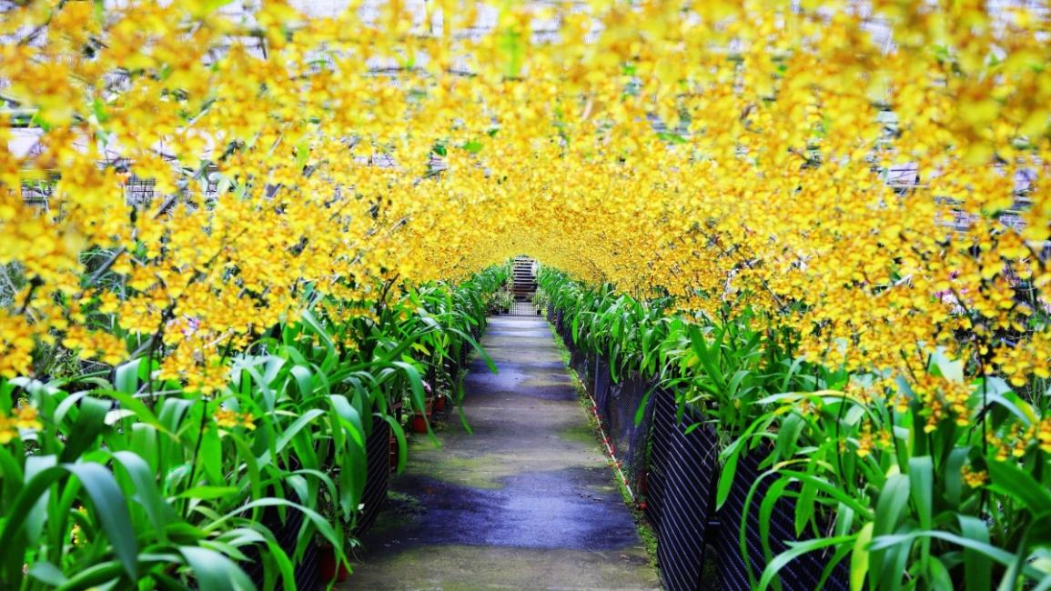 [Chartered car tour] Yilan tea making experience local experience｜Jin ...