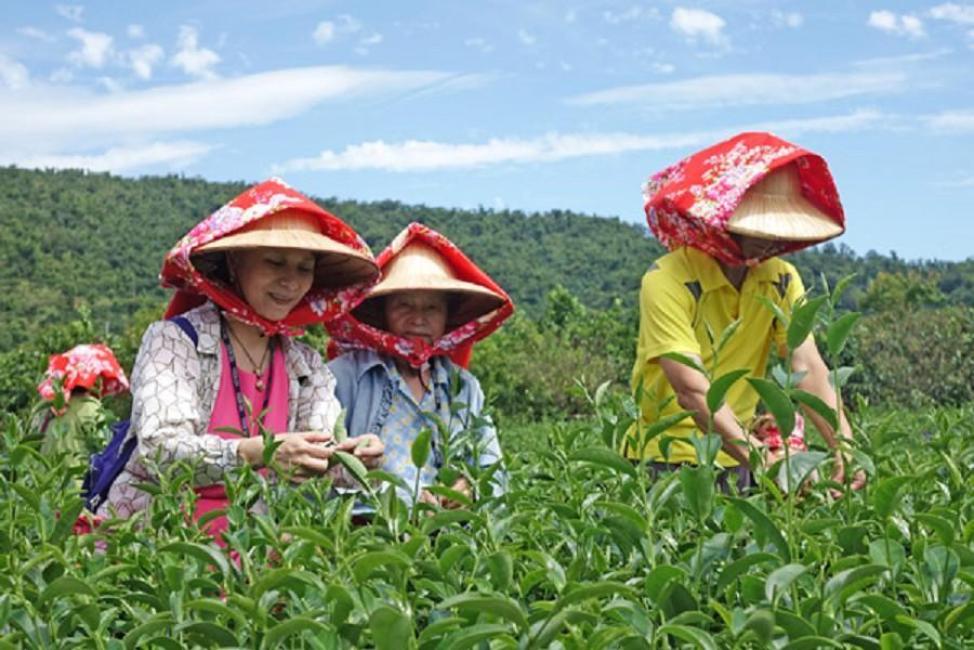 [Chartered car tour] Yilan tea making experience local experience｜Jin ...
