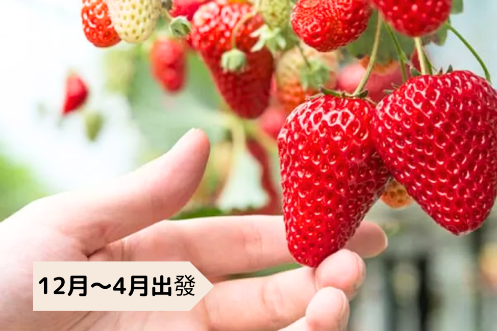 【Mt. Fuji Day Trip】Arakurayama Sengen Park & Oishi Park & All-You-Can ...