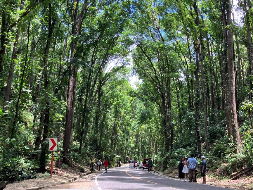 Bohol Island's 5 Major Attractions (Chocolate Hills, Tarsiers, Man-Made ...