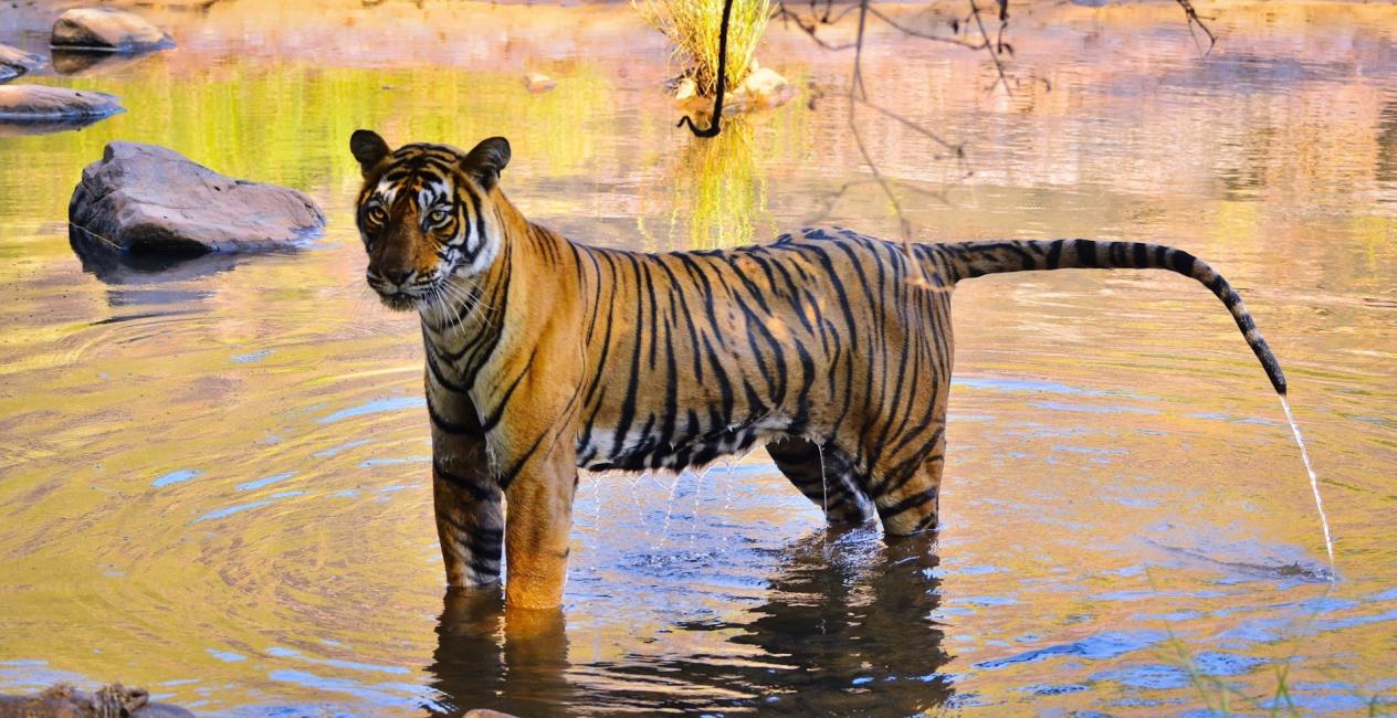 From Jaipur: One Day Tiger Safari Trip To Ranthambhore Tiger Park ...