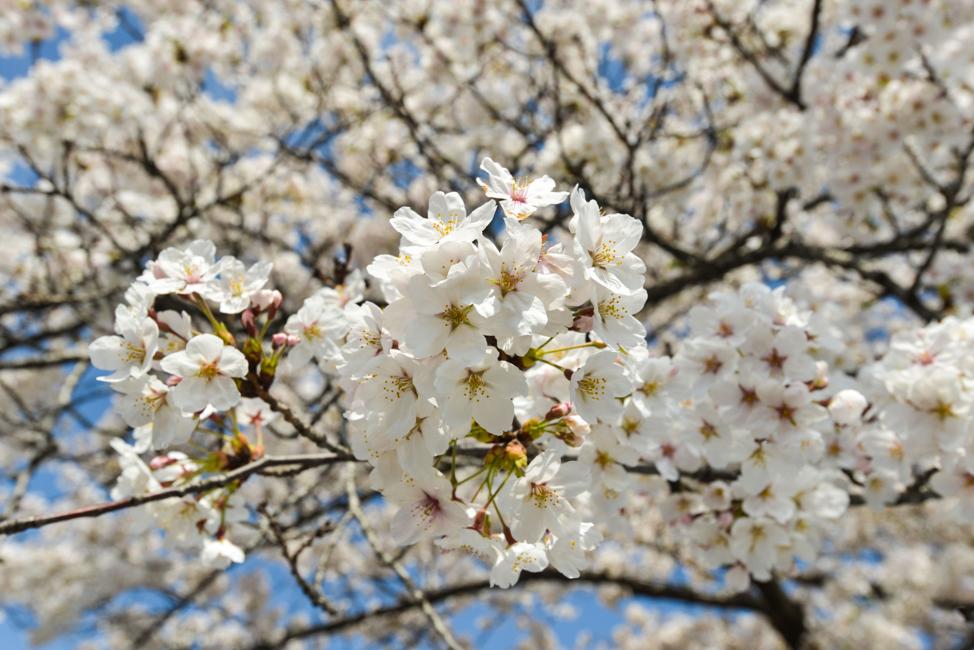 Incheon spring limited tour | Cherry blossom viewing/flower viewing ...