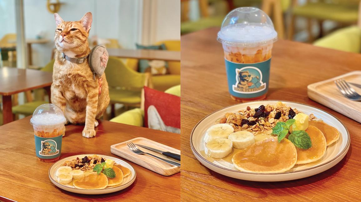 Cat Cafe and Set Menu at Asok Pethouse Cat Cafe Bangkok | Thailand - KKday
