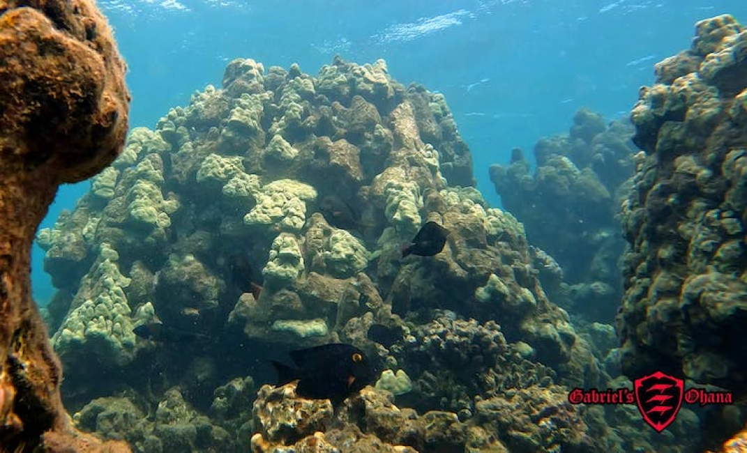 Ocean kayak and reef snorkeling tour in Olowalu - KKday
