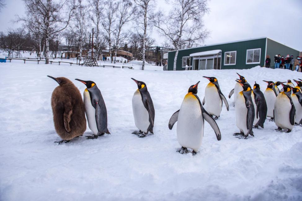 One-day trip to Hokkaido | Asahikawa Zoo & Shikisai-no-Oka & Biei Net ...