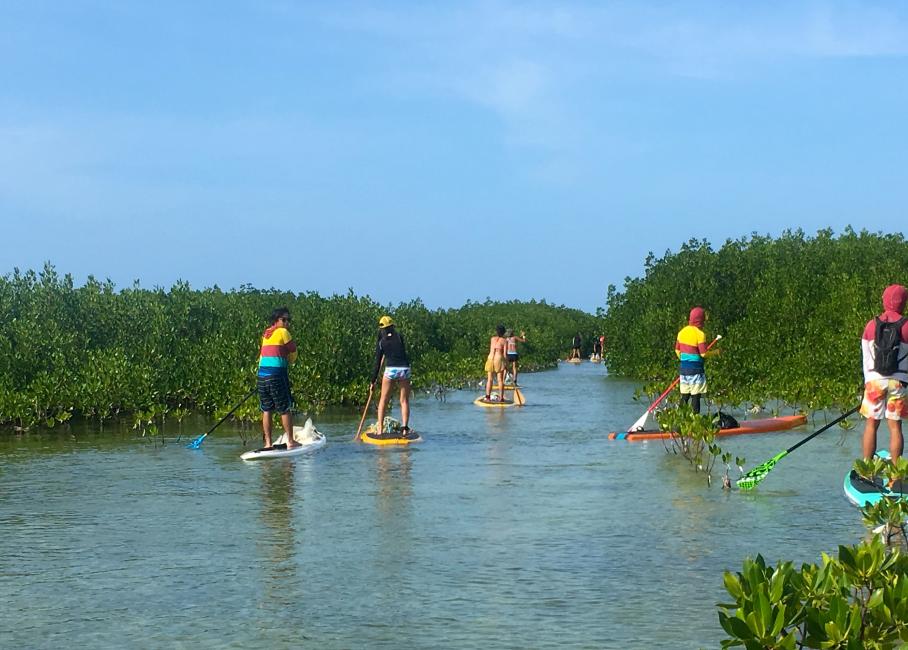 Olango Island Mangrove Paddling Full-Day Tour with Motorized Boat ...