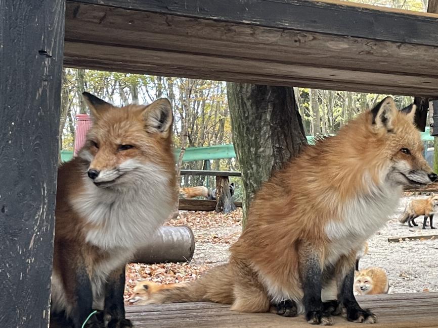 Zao Fox village 1Day Bus Tour with Fruits picking - KKday