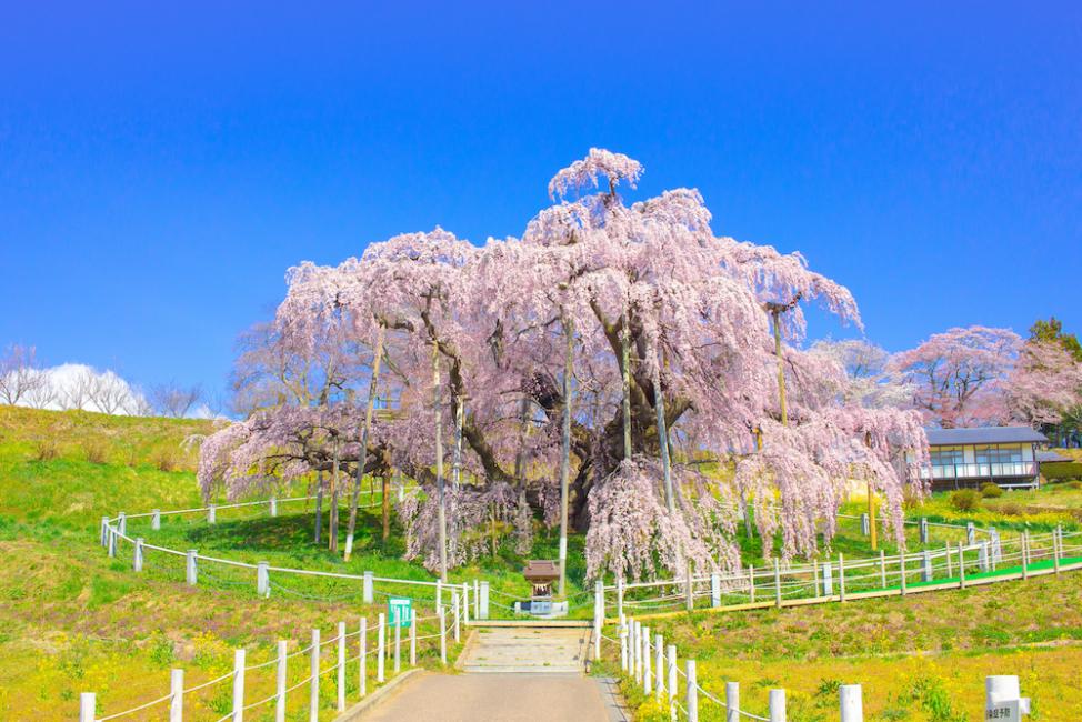Miharu Takizakura Cherry Blossom Viewing Ticket (Miharu Town, Fukushima ...