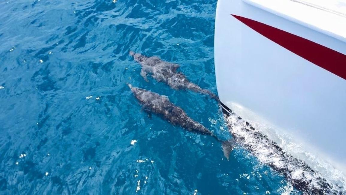 [Korean Guide] Guam Princess Dolphin Cruise (hammock, sea fishing, tuna ...