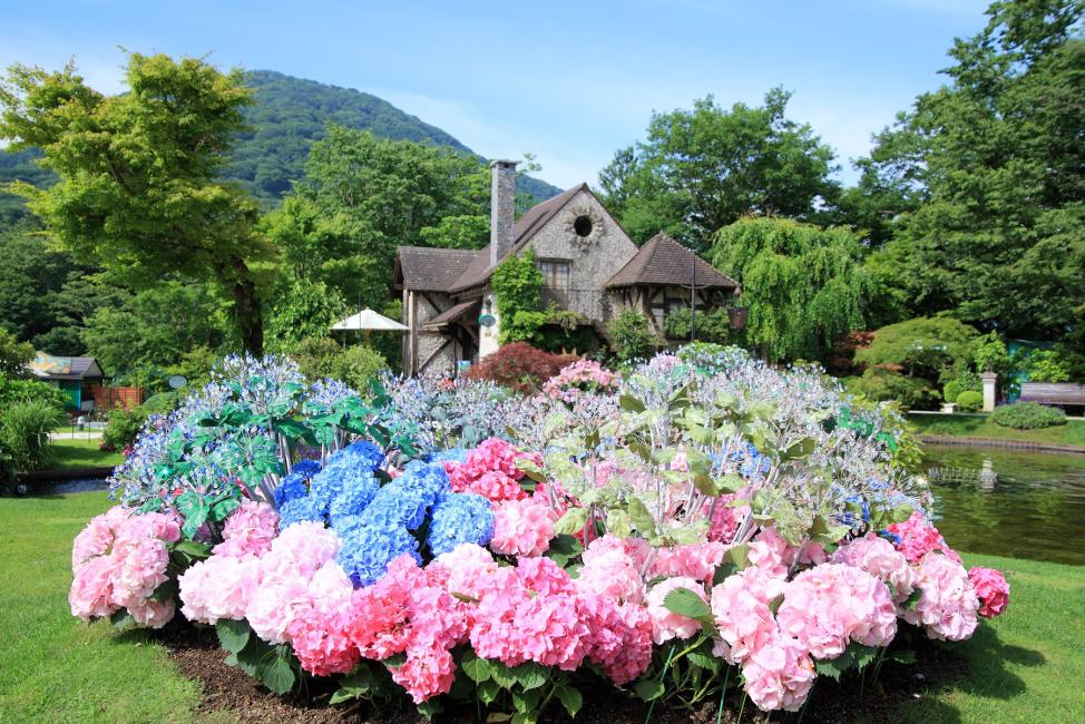 An early summer tradition! Hakone Hydrangea Train & Hakone Glass Forest ...