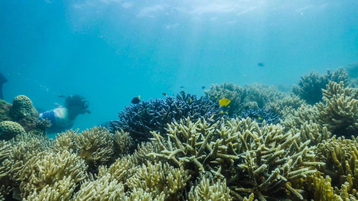 Moore Reef & Fitzroy Island Full Day Tour by Sunlover Reef Cruises ...