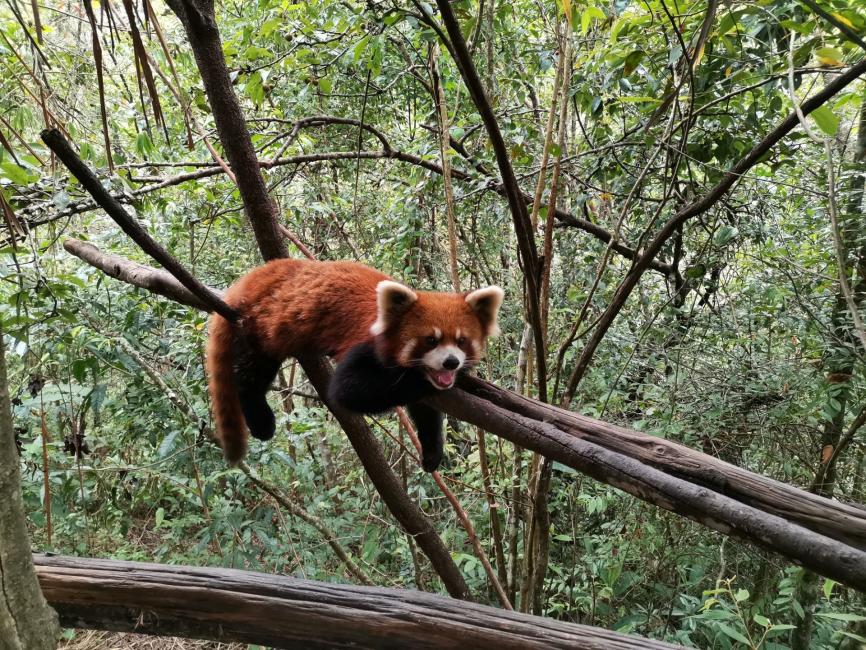 [Let the tiger return to the mountain] Yunnan | Xishuangbanna Pu'er 6 ...