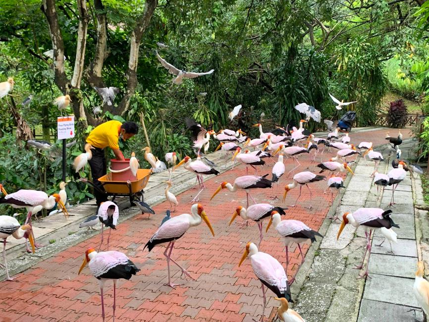 吉隆坡飛禽公園門票（含單程接送）|吉隆坡，馬來西亞 - KKday