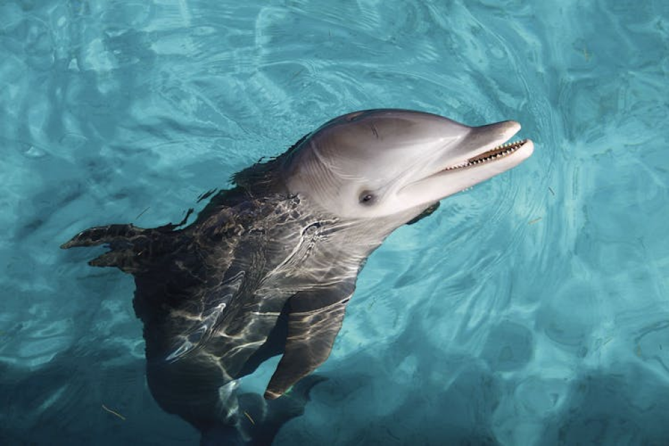 Exclusive Dolphin Cove Montego Bay Tour - KKday