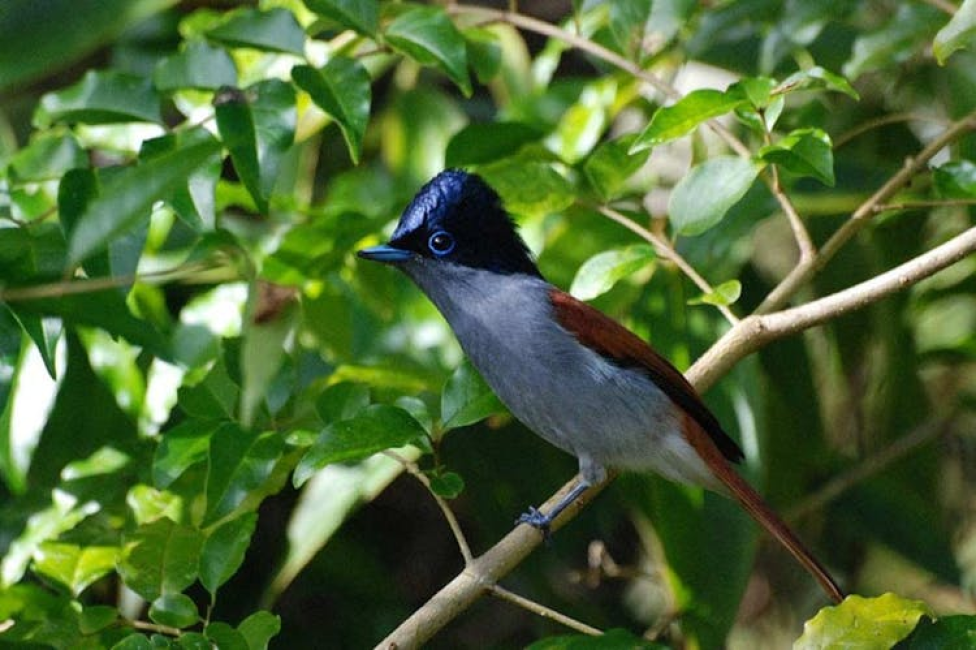 Mauritius Ebony Forest and bird watching tour - KKday