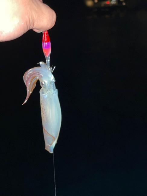 [KKday Discount] Night cuttlefish/squid fishing trip on a yacht｜On-site ...