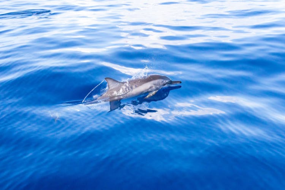 Blue Bird Dolphin and Whale Watching Cruise - KKday