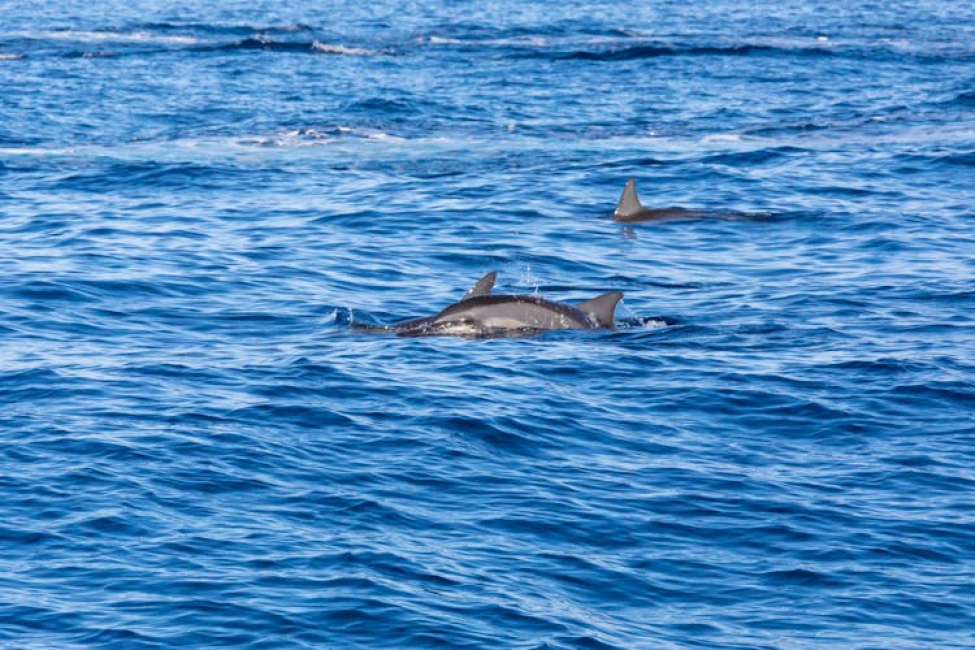 Blue Bird Dolphin and Whale Watching Cruise - KKday