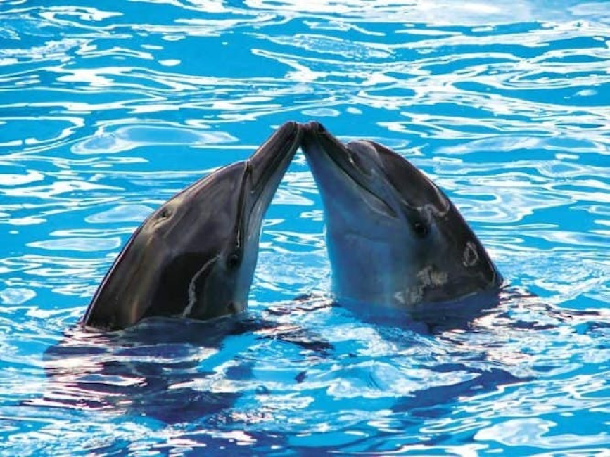 Delphinus Dolphin Experiences at Riviera Maya - KKday