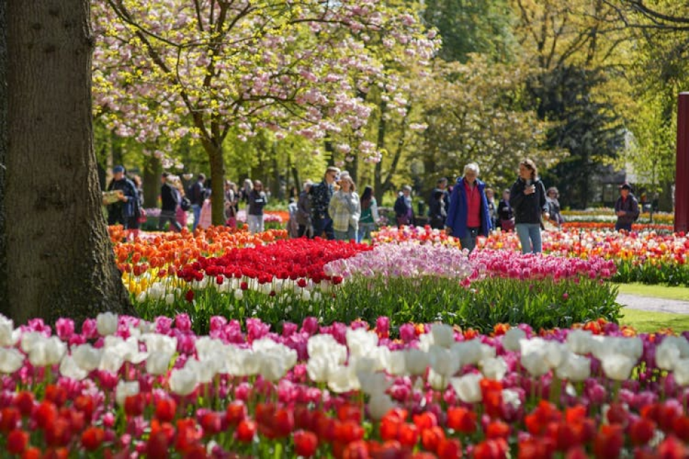 Guided tour to Keukenhof Gardens and Tulip Experience - KKday