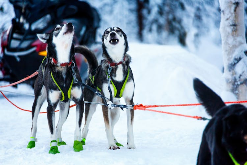 Hetta Husky Sleigh Tour - KKday